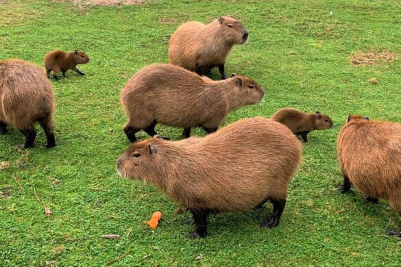 Cute Capybara Wallpaper 4K for Iphone, Ipad, Laptop, PC - Baby Capybara