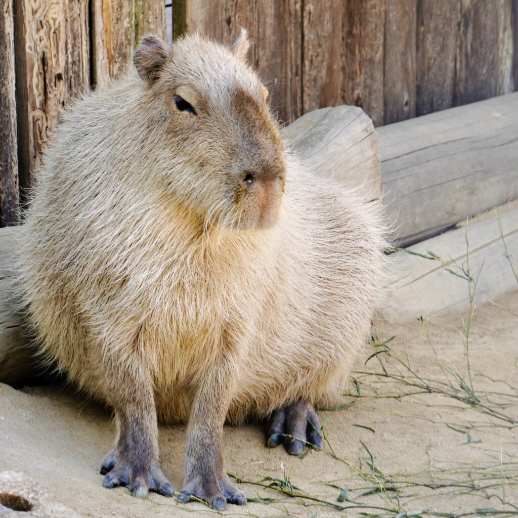 Is it legal to own a capybara in Missouri? - Baby Capybara