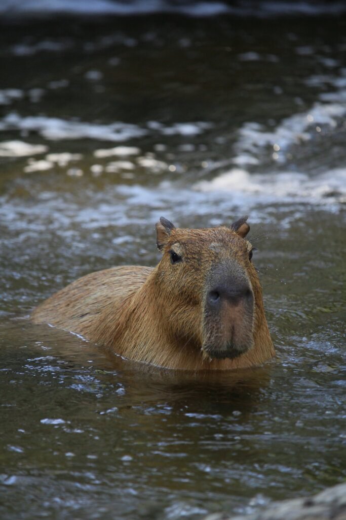 Learn to Draw a Capybara Head - Baby Capybara