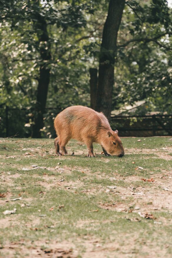 Meet the Adorable Capybara Babies at San Diego Zoo - Baby Capybara