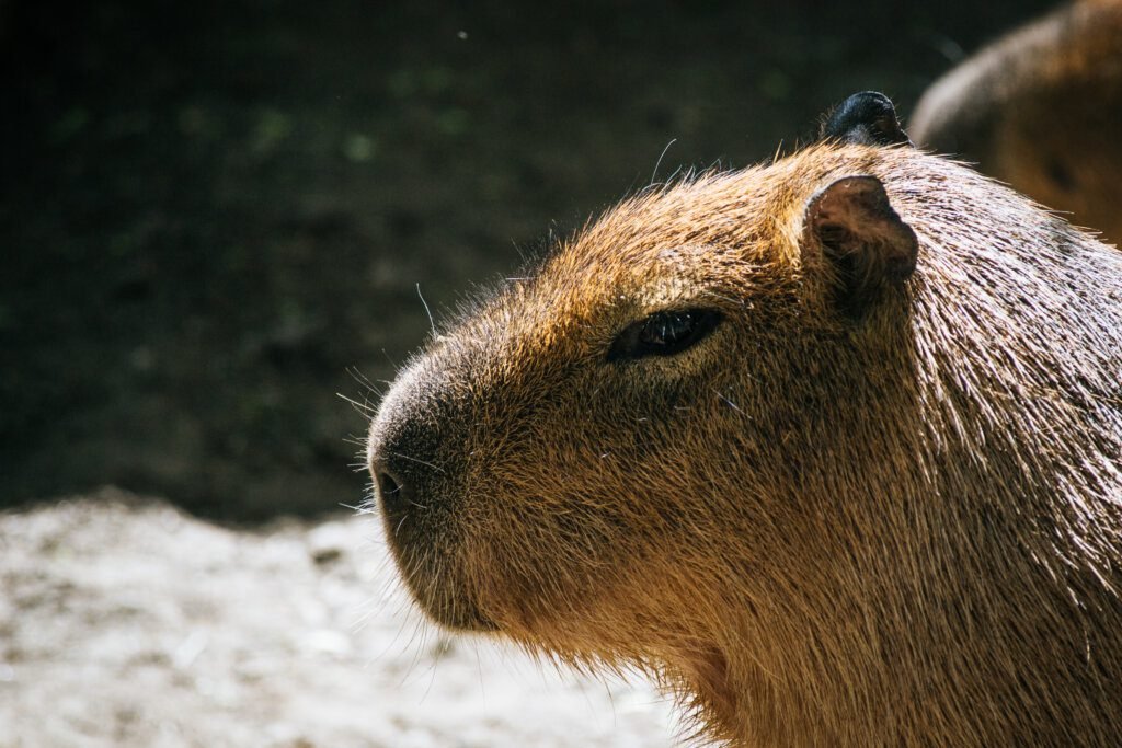 Radiant Rainbow Cyborg: Unleashing the Power of Capybara - Baby Capybara