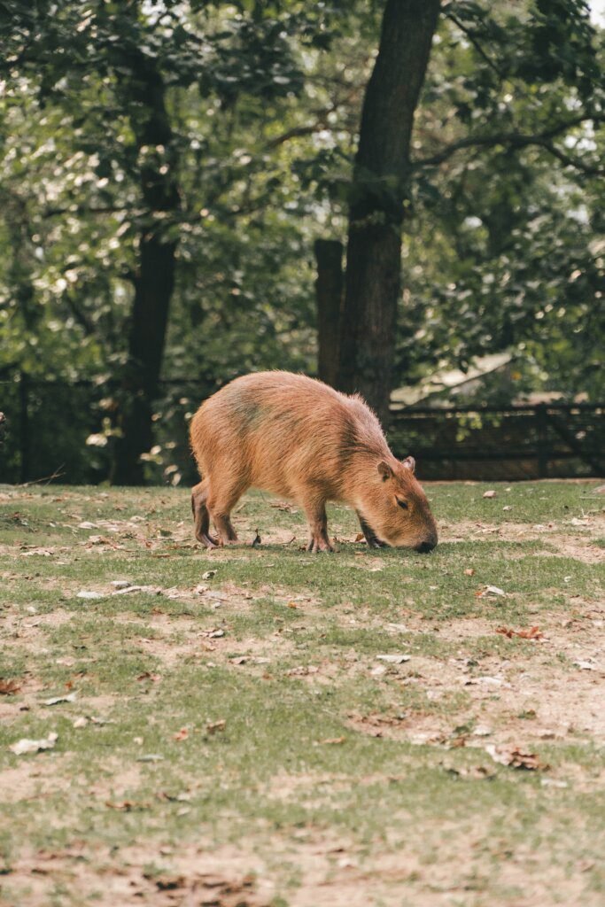 The Amazing Adaptations of Capybaras - Baby Capybara