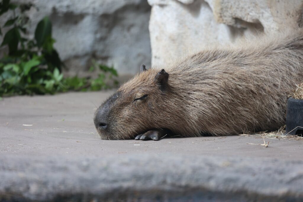 The Classy Capybara: A Top Hat Sensation - Baby Capybara