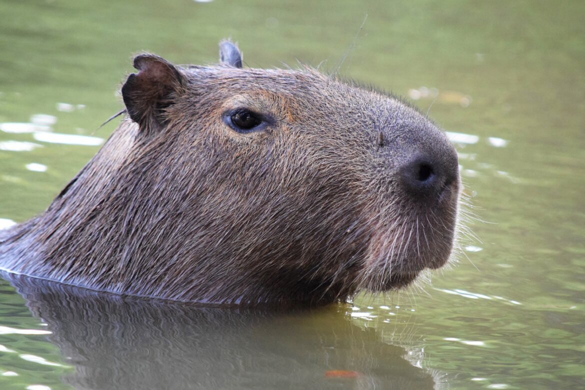 The Most Chill Animal: The Capybara - Baby Capybara