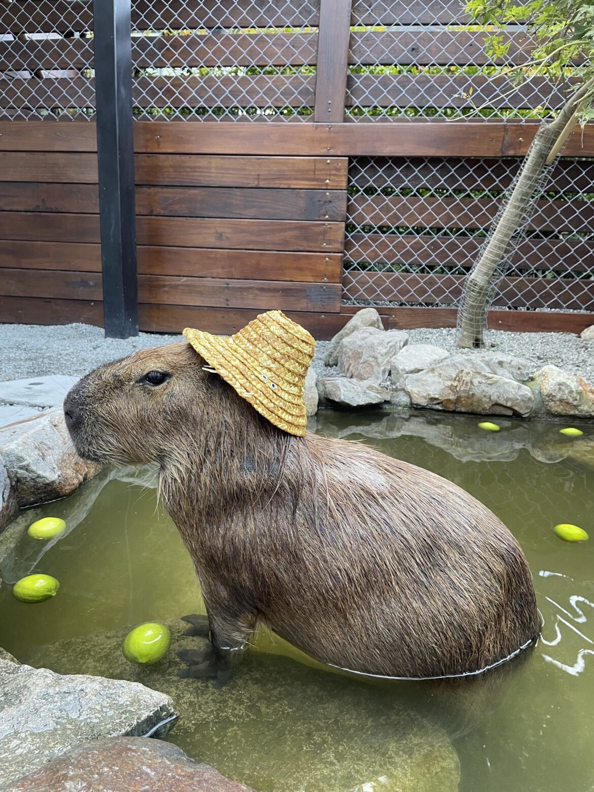 Unexpected Encounter: Capybara Chilling with Crocodile - Baby Capybara