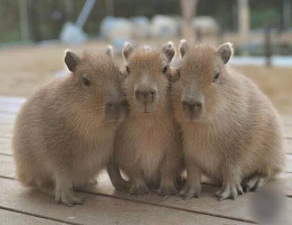 Capybara Adaptations: Surviving in the Rainforest - Baby Capybara